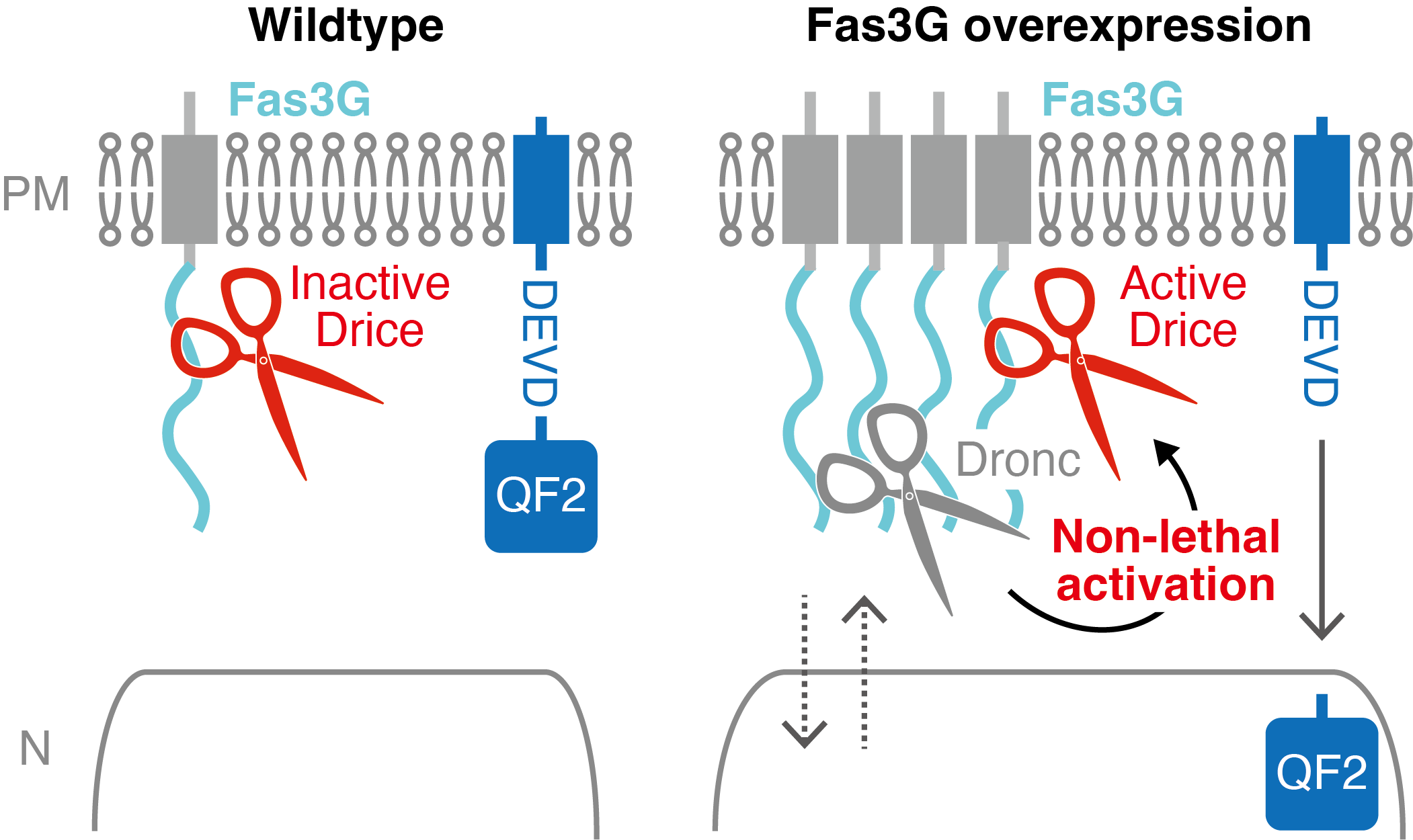 Executioner caspase is proximal to Fasciclin 3 which facilitates non ...